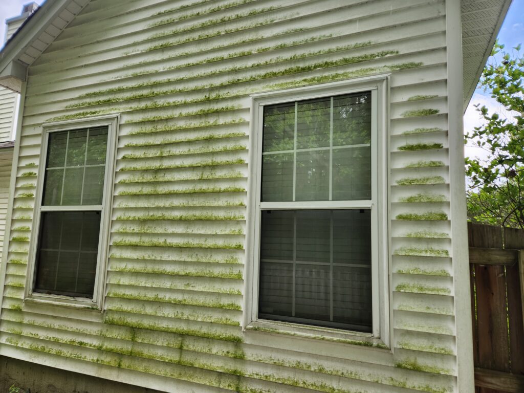 Expert Advice for Tackling Mold and Mildew on Exteriors - Soft Wash ...